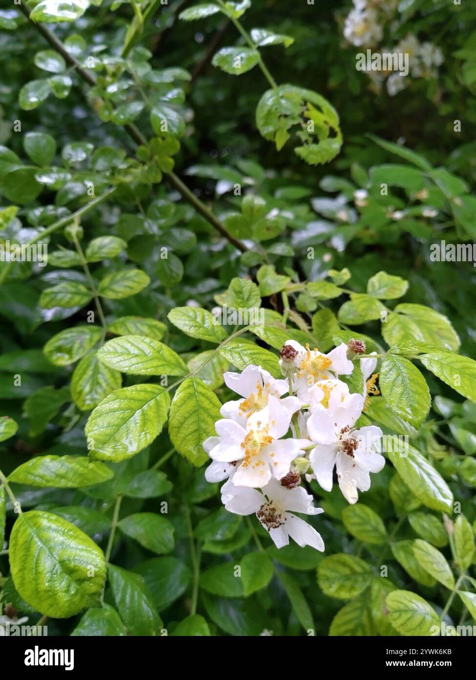 multiflora rose (Rosa multiflora Stock Photo - Alamy
