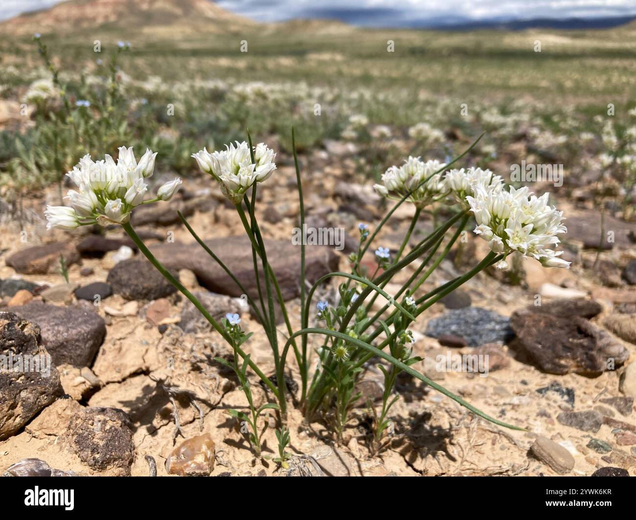 Textile onion (Allium textile Stock Photo - Alamy