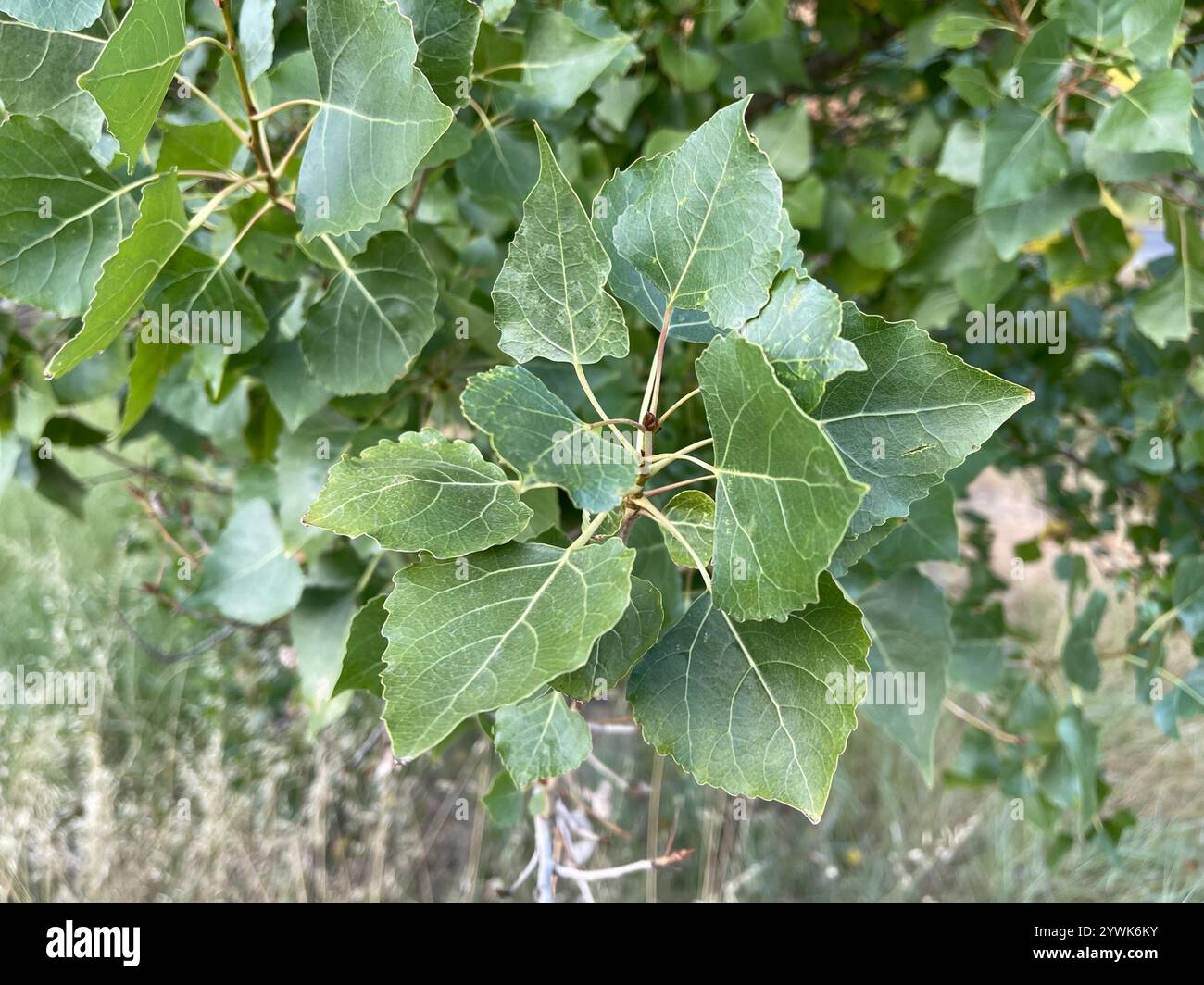 Fremont Cottonwood (Populus fremontii Stock Photo - Alamy