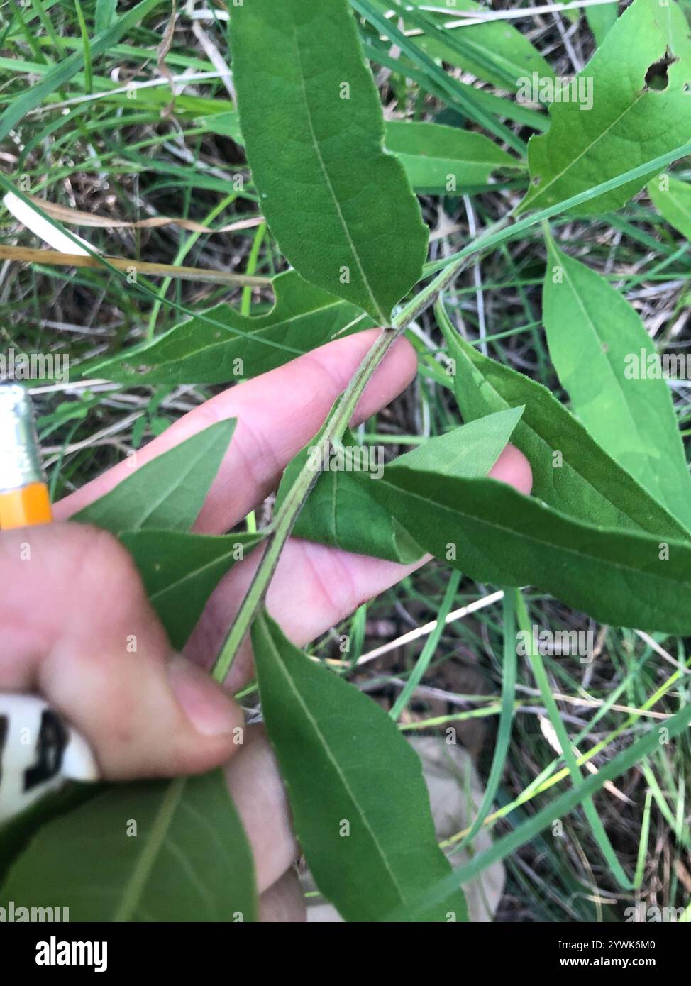 Roughstem rosinweed (Silphium radula Stock Photo - Alamy
