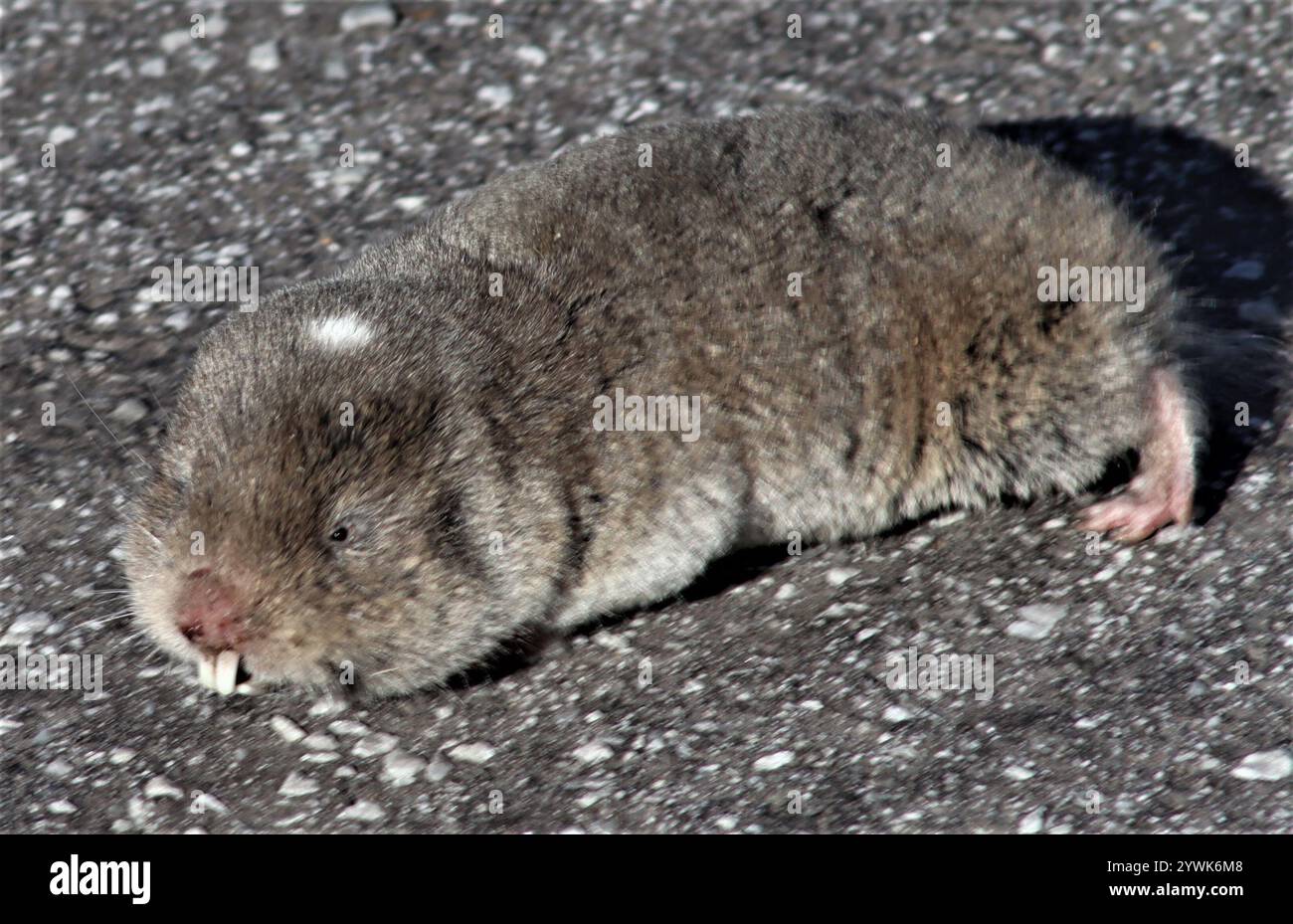 Common Molerat (Cryptomys hottentotus Stock Photo - Alamy