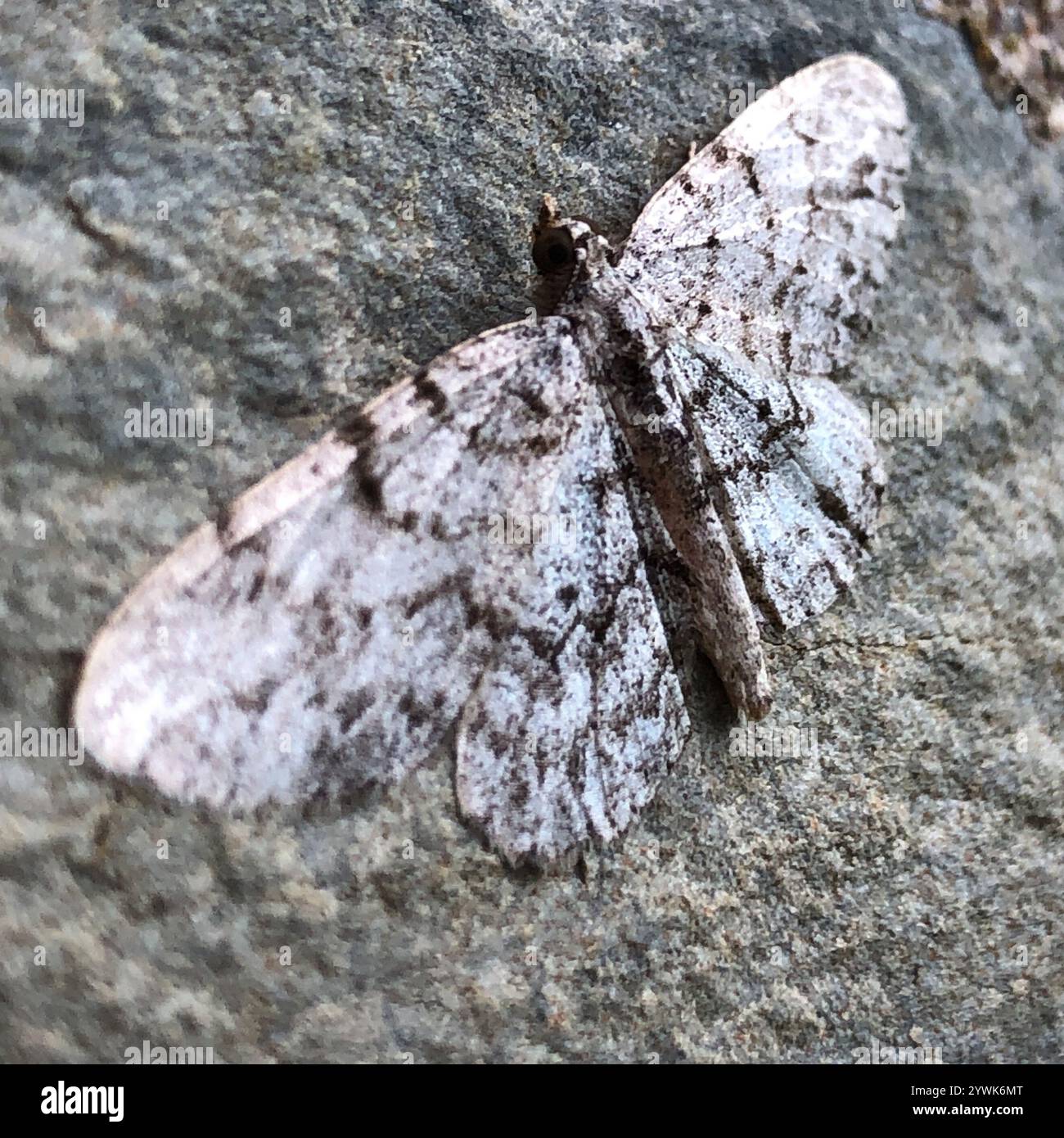 Porcelain Gray (Protoboarmia porcelaria Stock Photo - Alamy