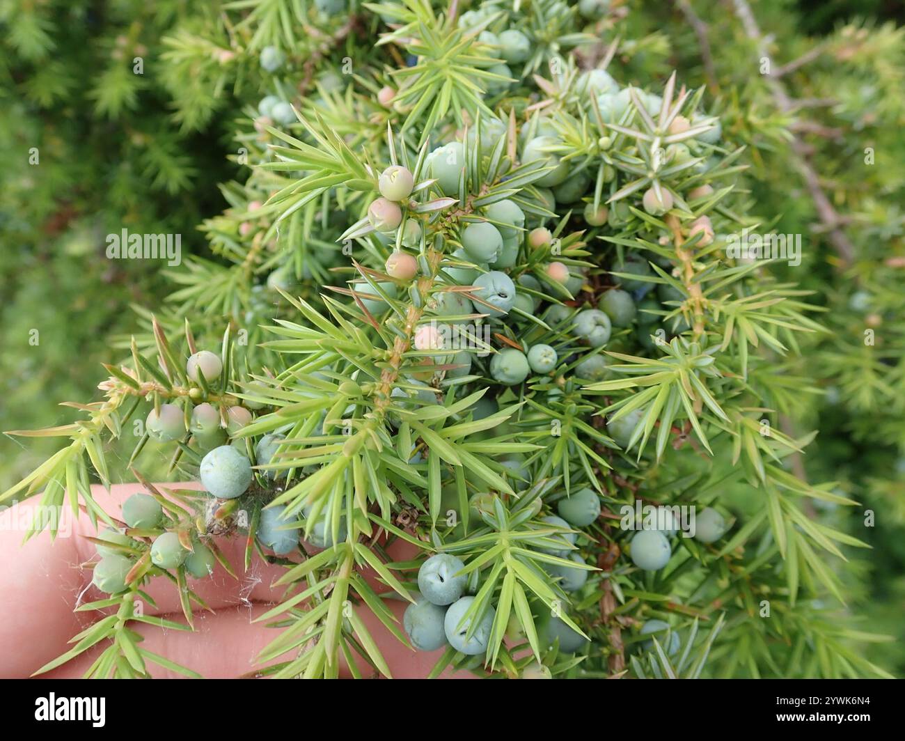 common juniper (Juniperus communis Stock Photo - Alamy