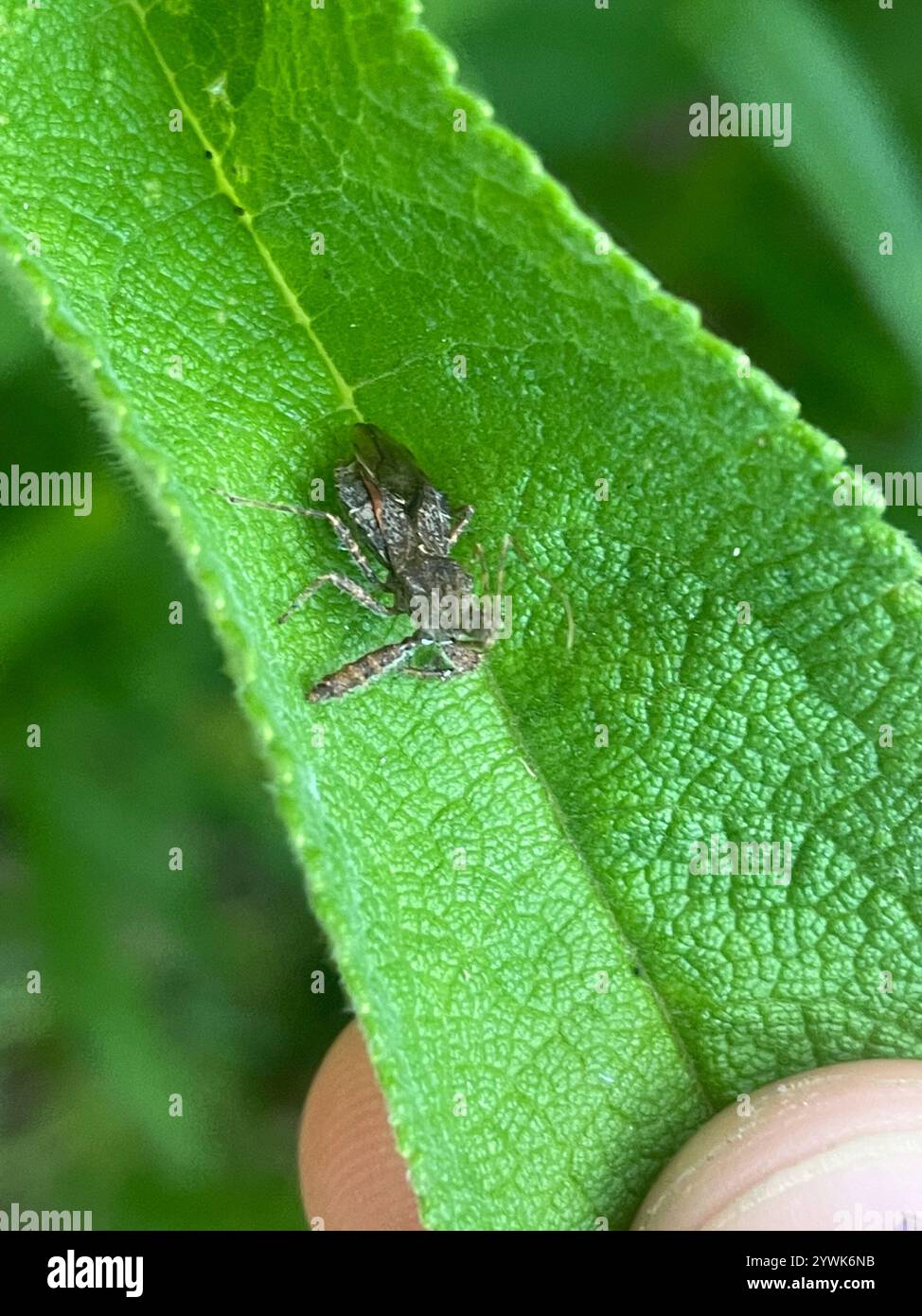 Sinea hi-res stock photography and images - Alamy