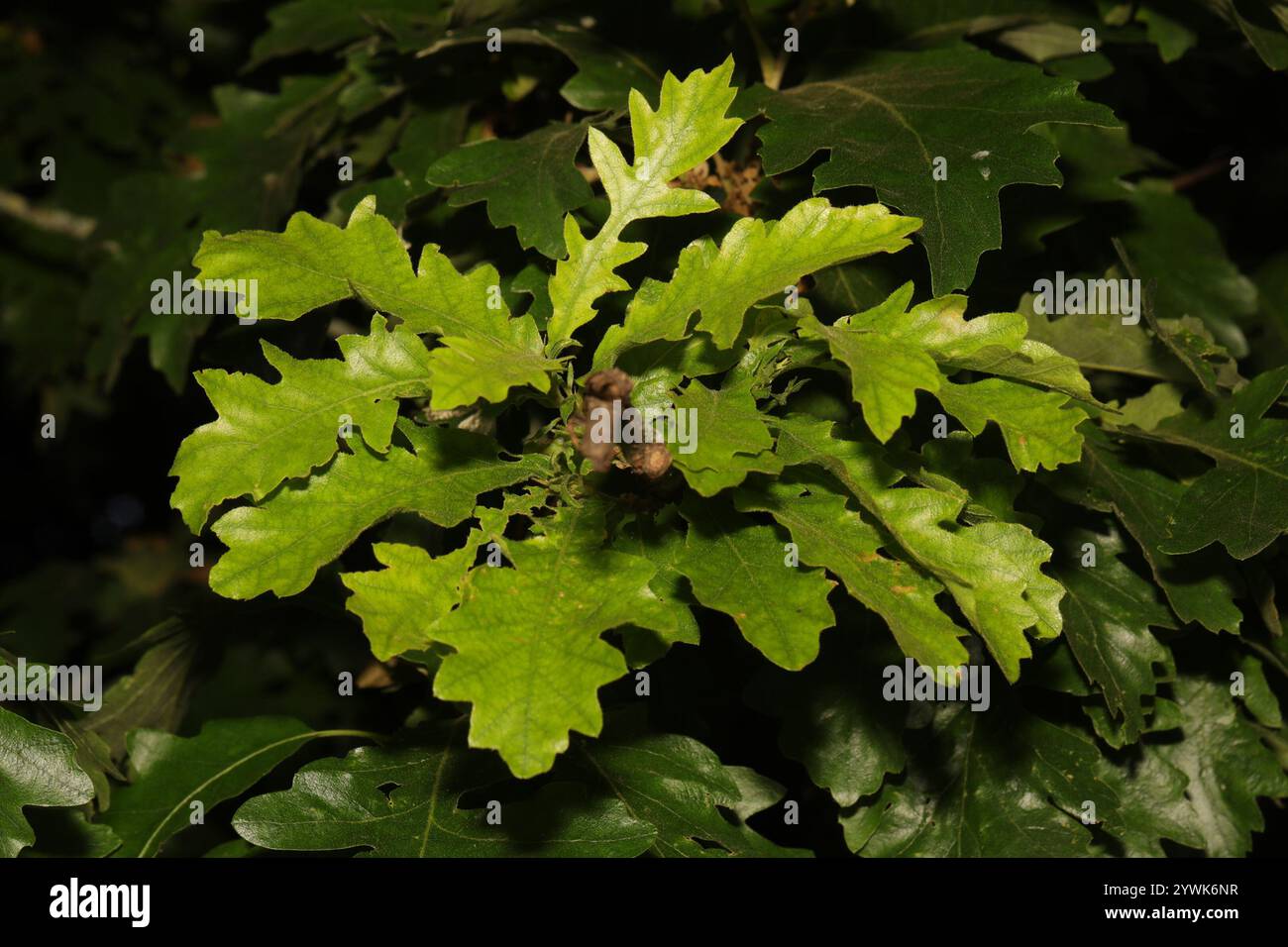 Turkey Oak (Quercus cerris Stock Photo - Alamy