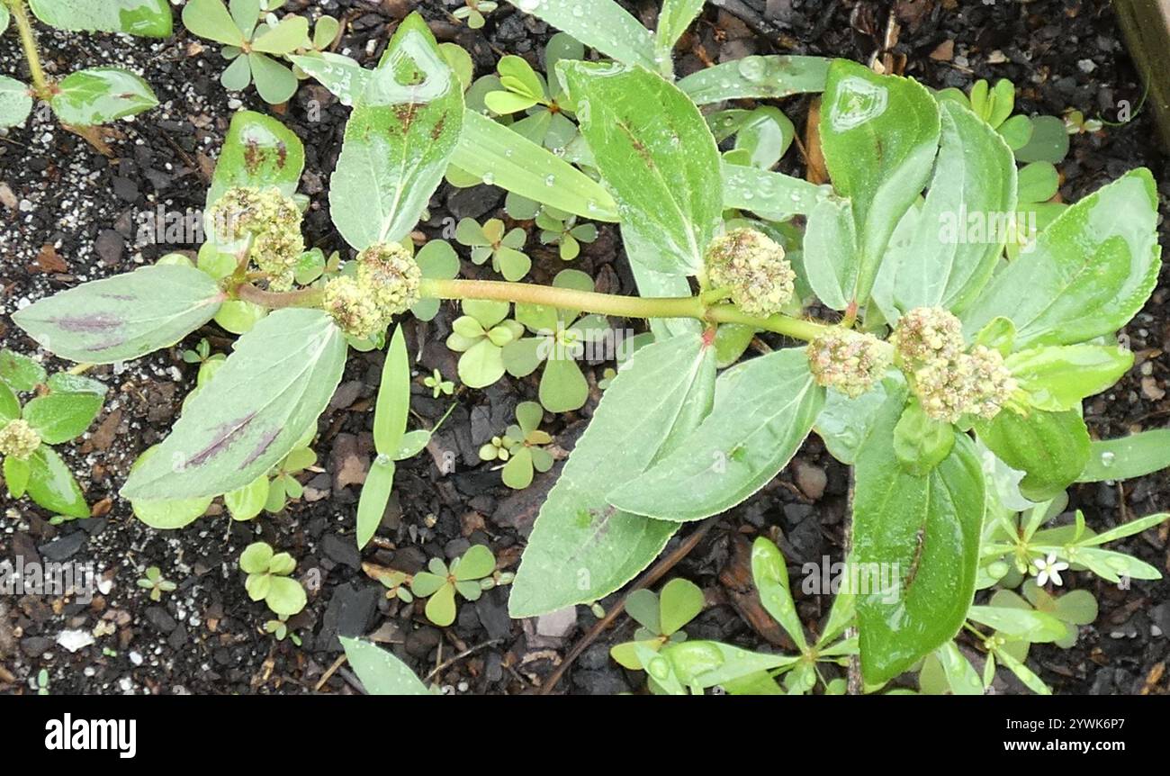 Asthma plant (Euphorbia hirta Stock Photo - Alamy