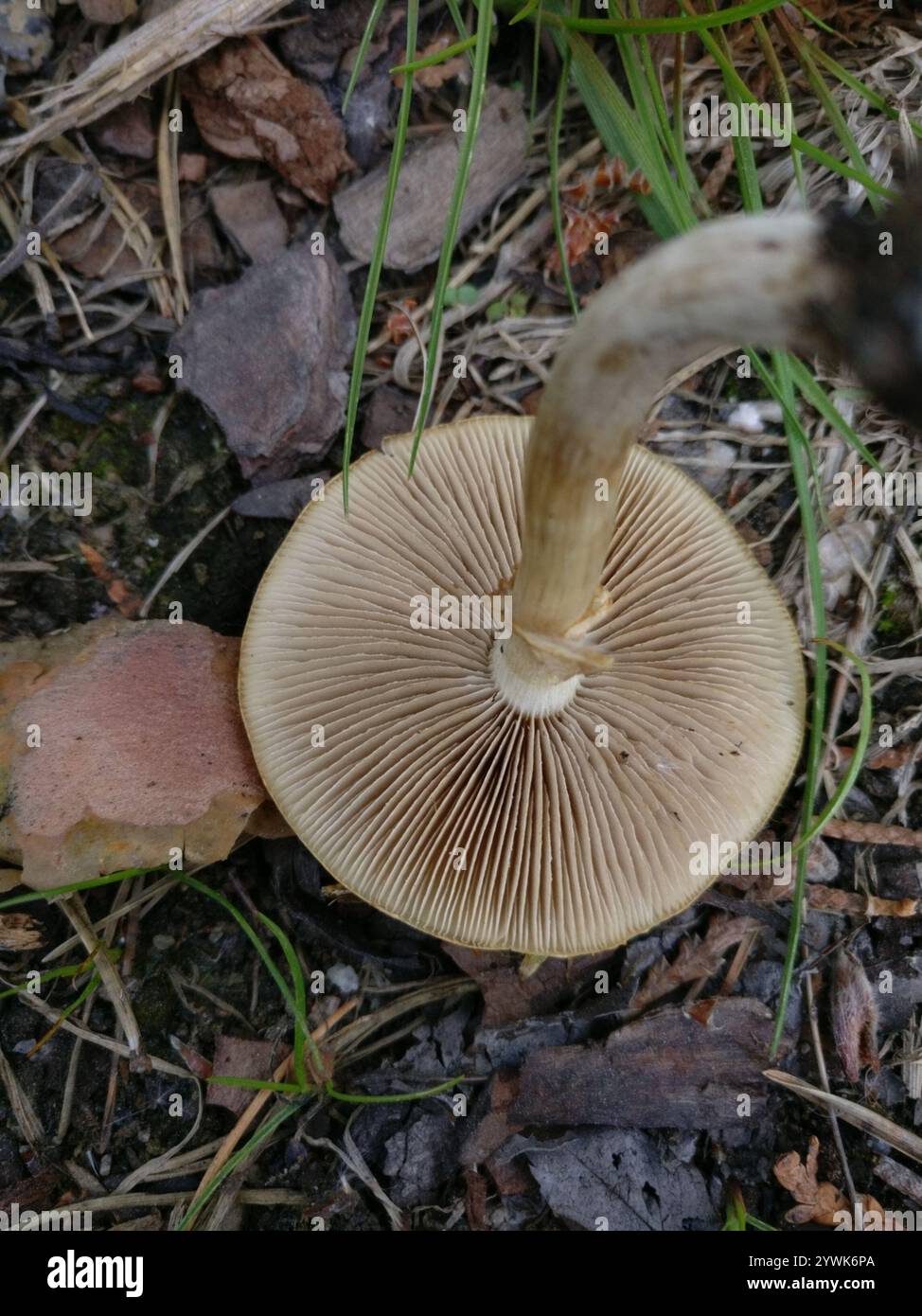 Spring Fieldcap (Agrocybe praecox Stock Photo - Alamy