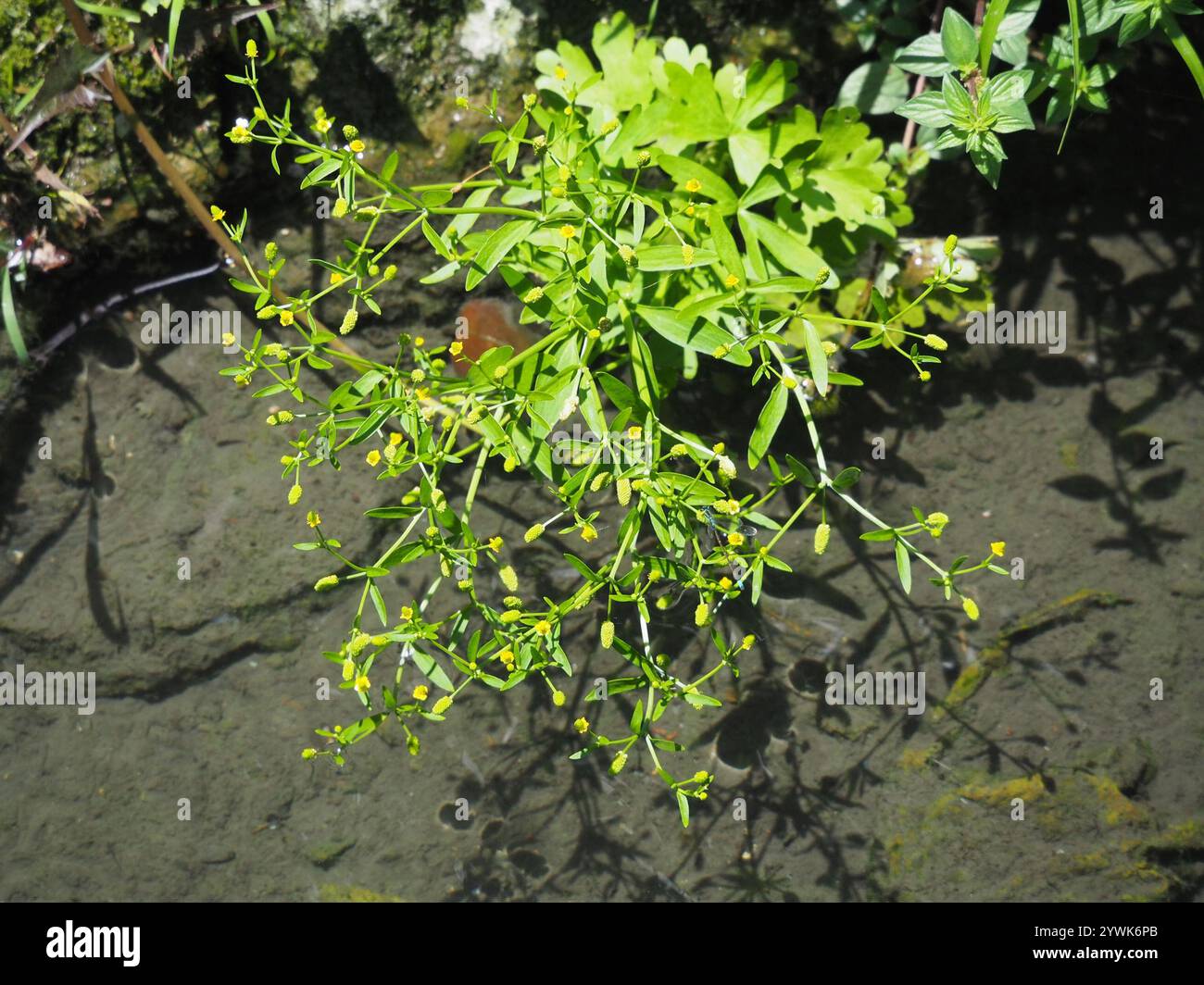 cursed crowfoot (Ranunculus sceleratus Stock Photo - Alamy