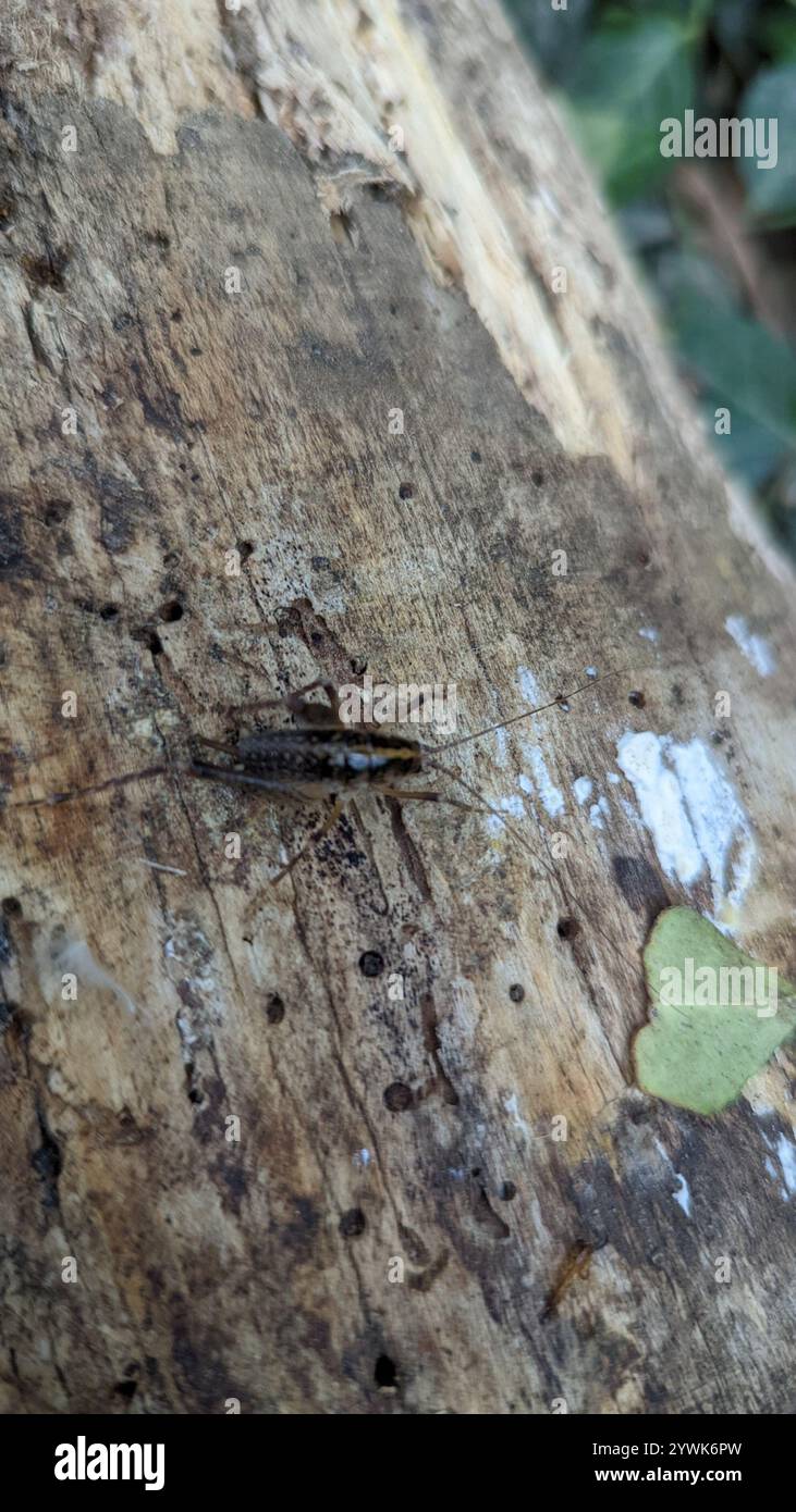 Camel Crickets, Cave Crickets, and Cave Wēta (Rhaphidophoridae Stock ...