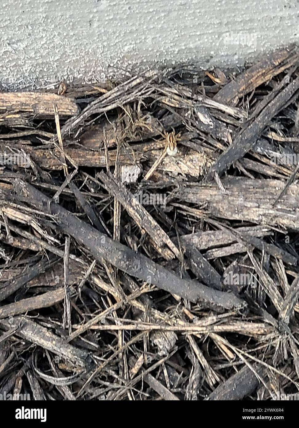 Thin-legged Wolf Spiders (Pardosa Stock Photo - Alamy