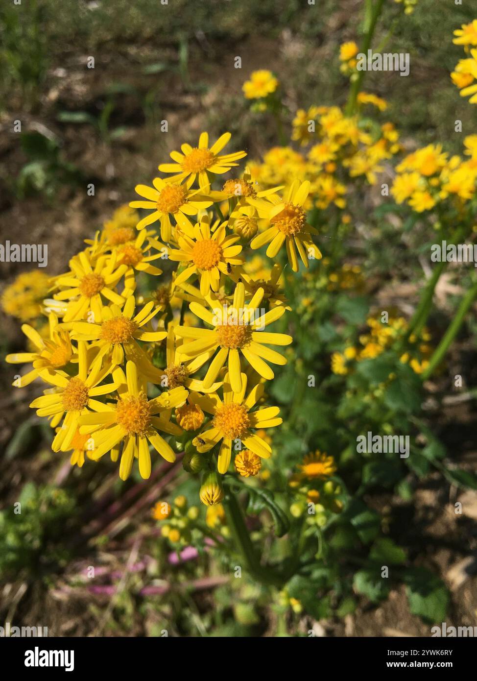 Butterweed (Packera glabella Stock Photo - Alamy