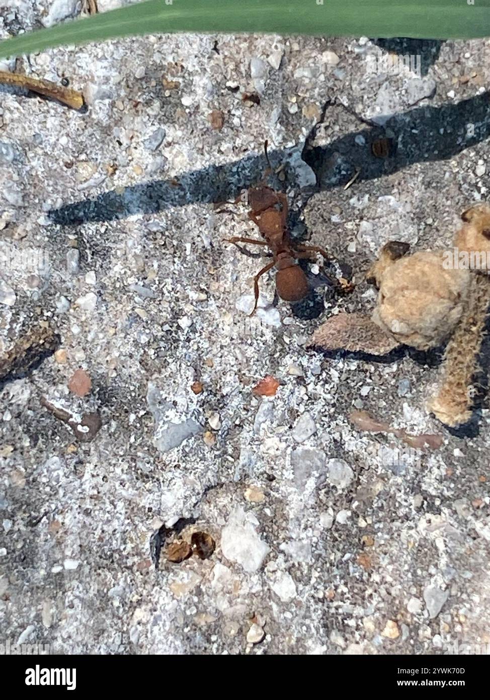 Northern Fungus-farming Ant (Trachymyrmex septentrionalis Stock Photo ...