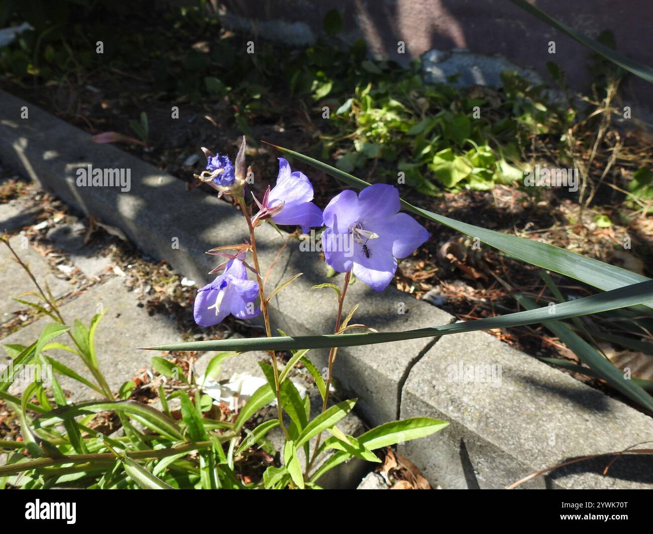 Peach-leaved Bellflower (Campanula persicifolia Stock Photo - Alamy