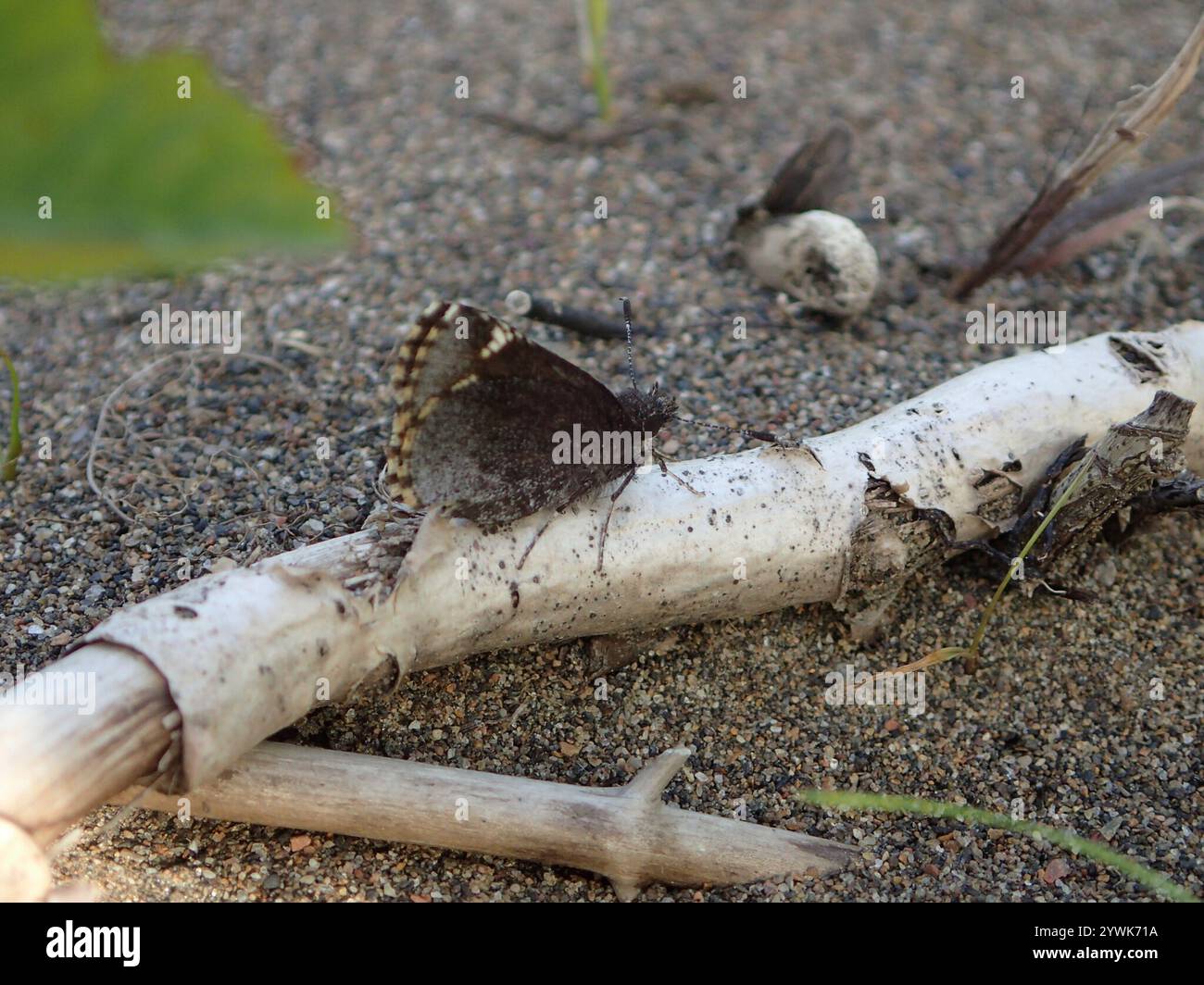 Common Roadside-Skipper (Amblyscirtes vialis Stock Photo - Alamy