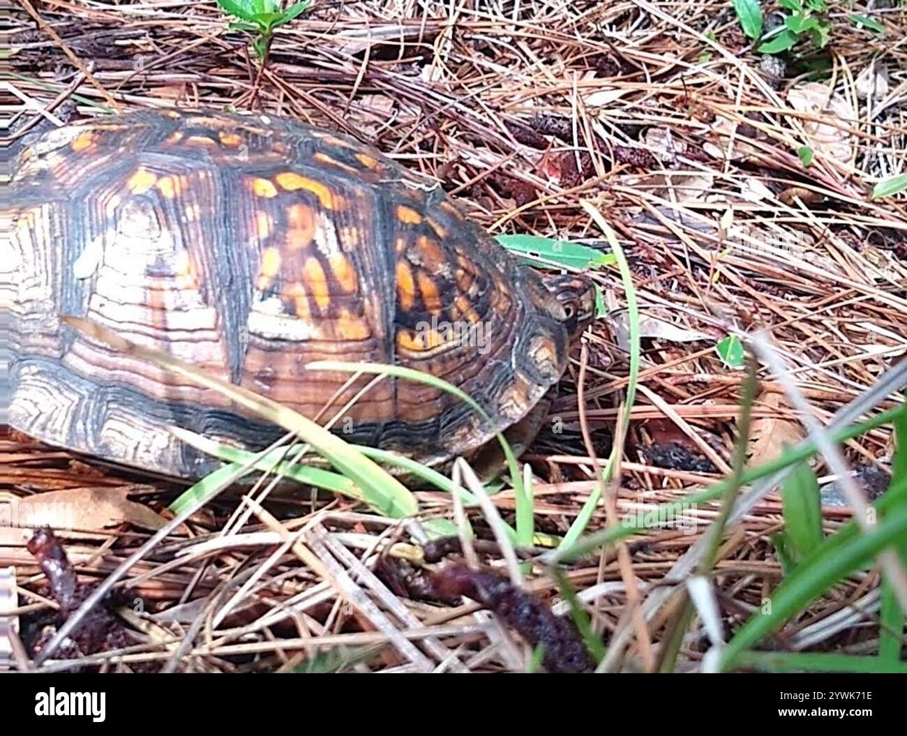 Eastern Box Turtle (Terrapene carolina carolina Stock Photo - Alamy