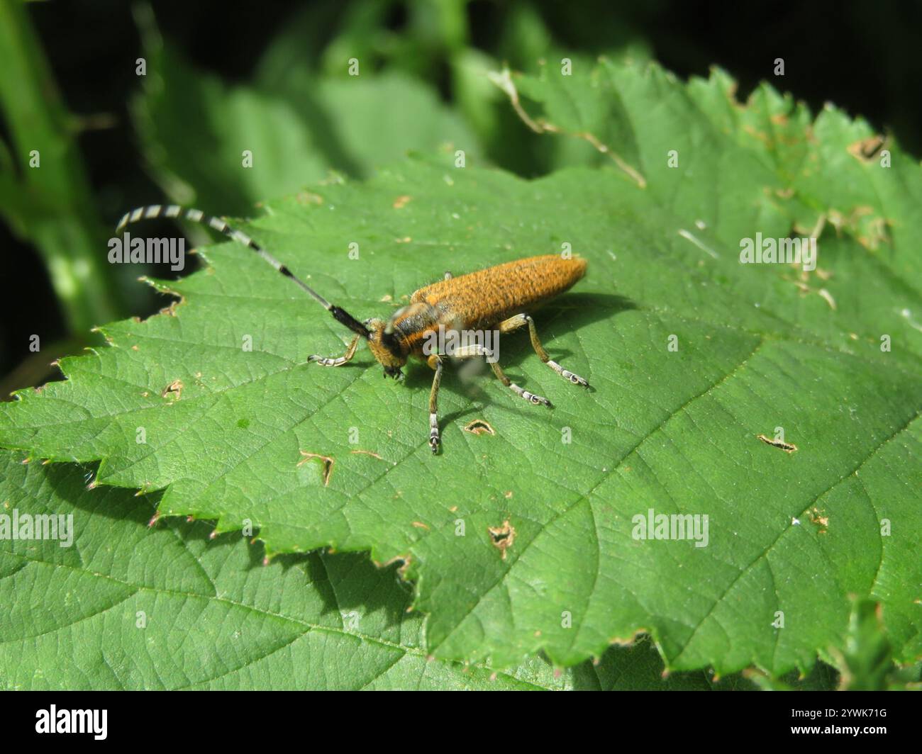 Golden-bloomed Longhorn Beetle (Agapanthia villosoviridescens Stock ...