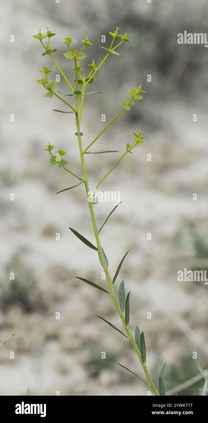 steppe spurge (Euphorbia seguieriana Stock Photo - Alamy
