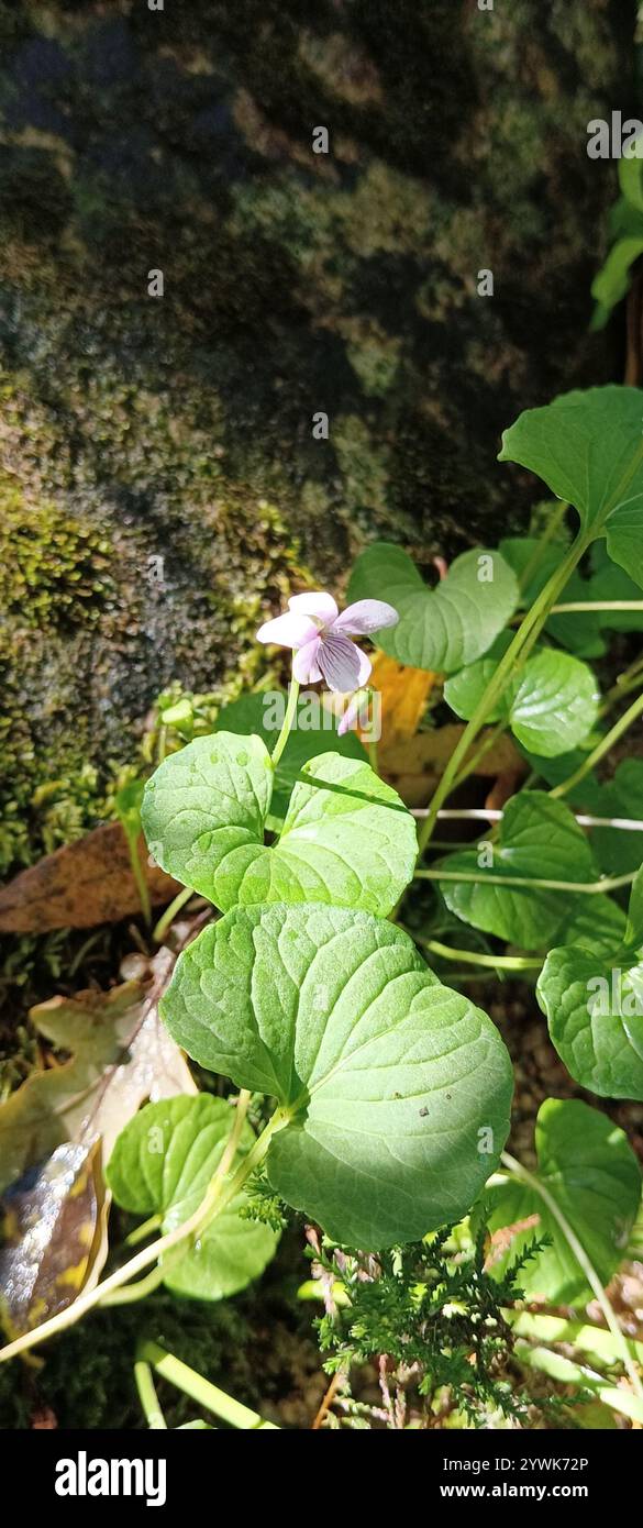 alpine marsh violet (Viola palustris Stock Photo - Alamy