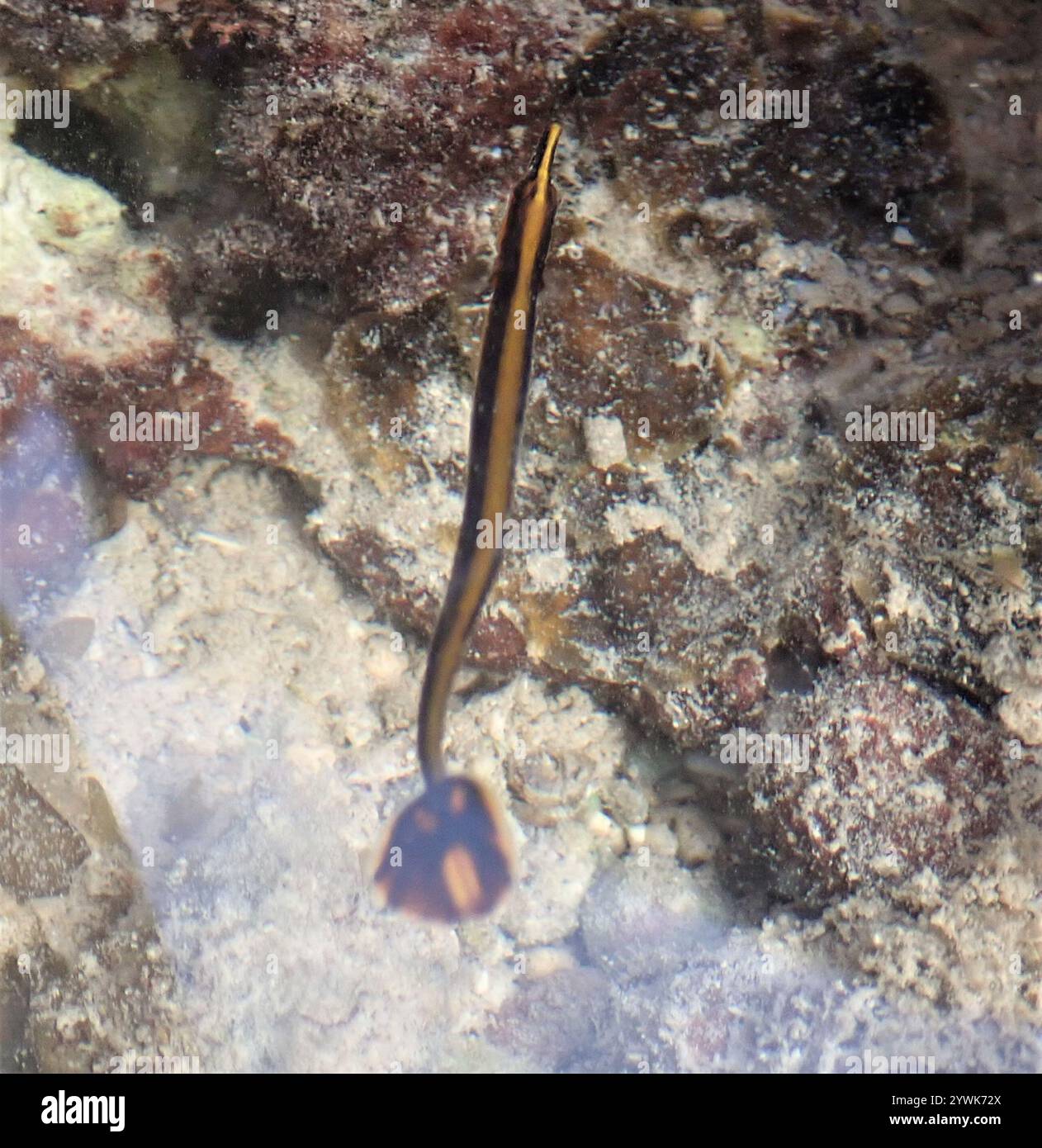 Doryrhamphus excisus hi-res stock photography and images - Alamy