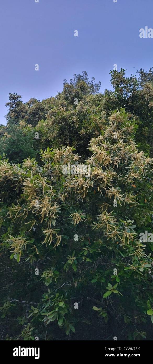 Tanoak (Notholithocarpus densiflorus Stock Photo - Alamy
