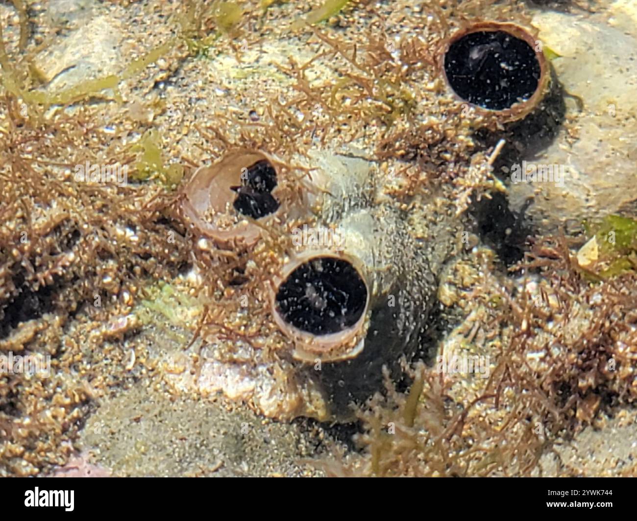 Vermetidae hi-res stock photography and images - Alamy