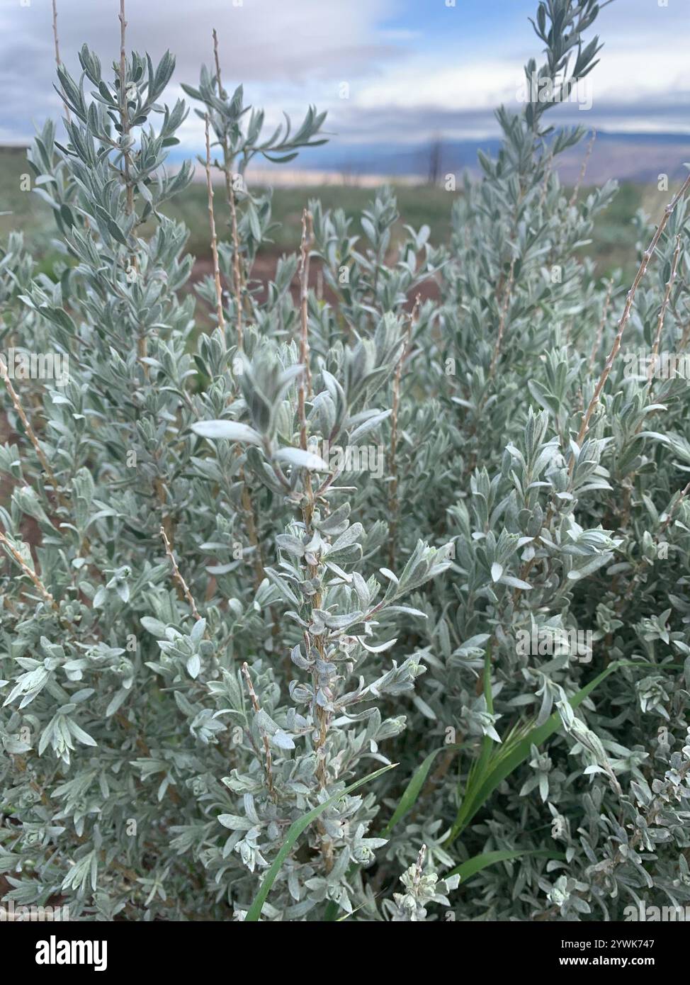 Spineless Horsebrush (Tetradymia canescens Stock Photo - Alamy