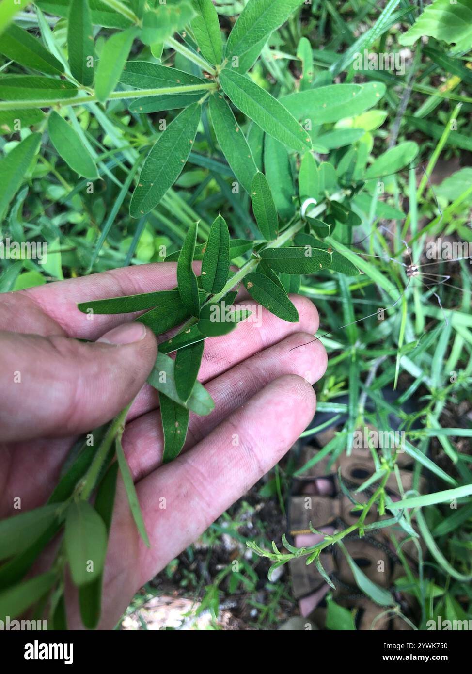 round-headed bush clover (Lespedeza capitata Stock Photo - Alamy