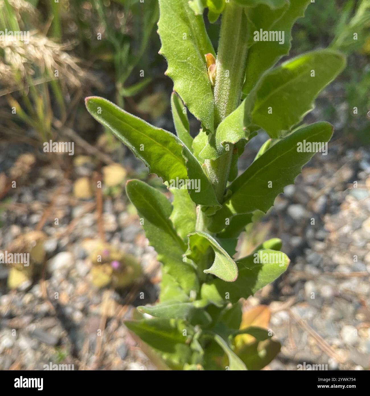 field peppergrass (Lepidium campestre Stock Photo - Alamy