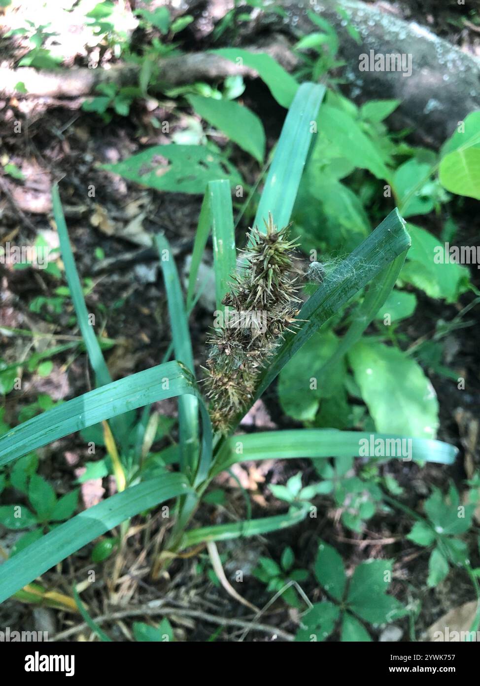 Ravenfoot Sedge (Carex crus-corvi Stock Photo - Alamy
