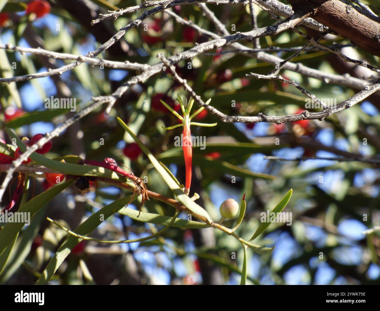 Harlequin Mistletoe (Lysiana exocarpi Stock Photo - Alamy