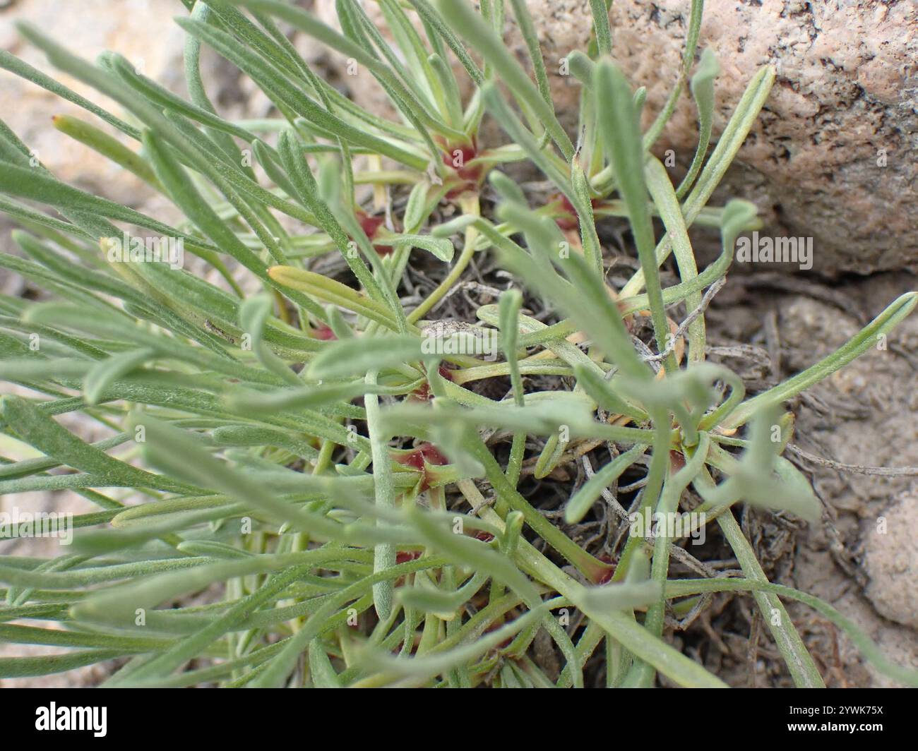 Desert Yellow Fleabane (Erigeron linearis Stock Photo - Alamy