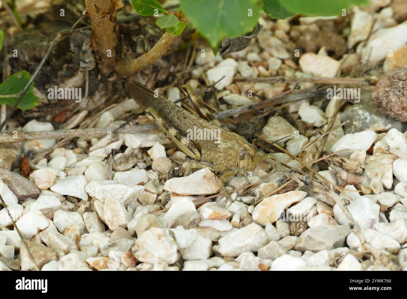 Egyptian Bird Grasshopper (Anacridium aegyptium Stock Photo - Alamy