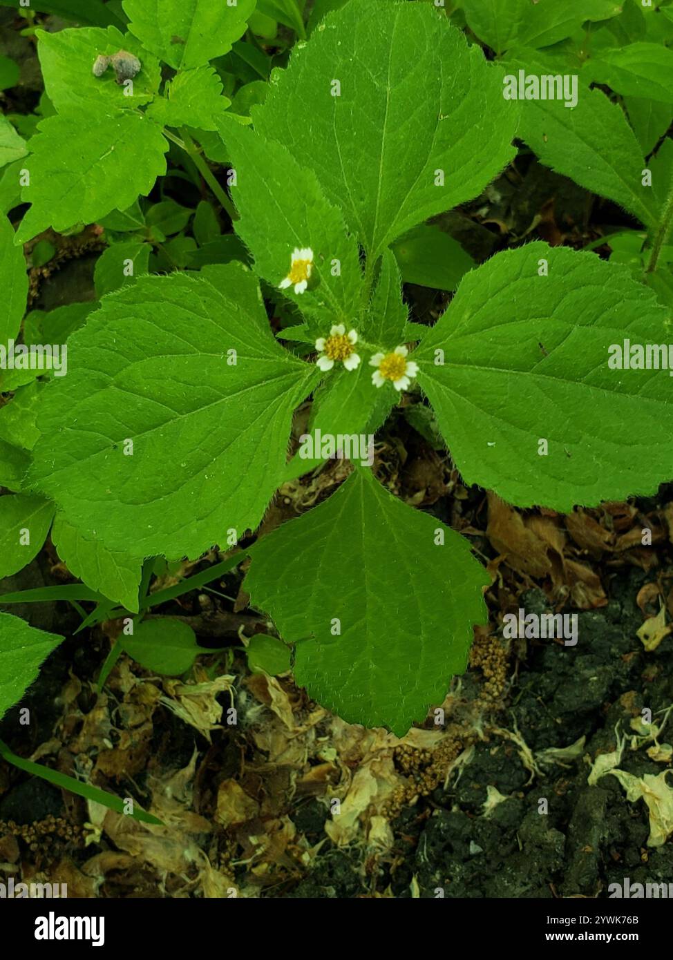 shaggy soldier (Galinsoga quadriradiata Stock Photo - Alamy