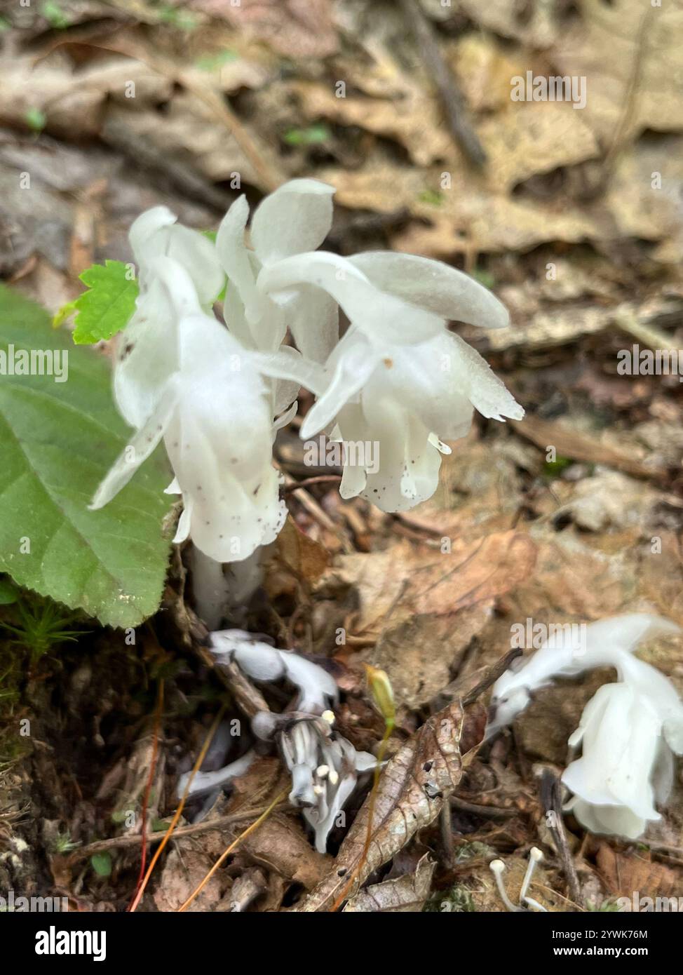 Ghost Pipe (Monotropa uniflora Stock Photo - Alamy
