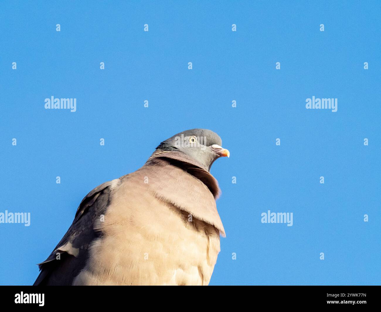 A Wood Pigeon, Columba palumbus with wind blowing its feathers in ...