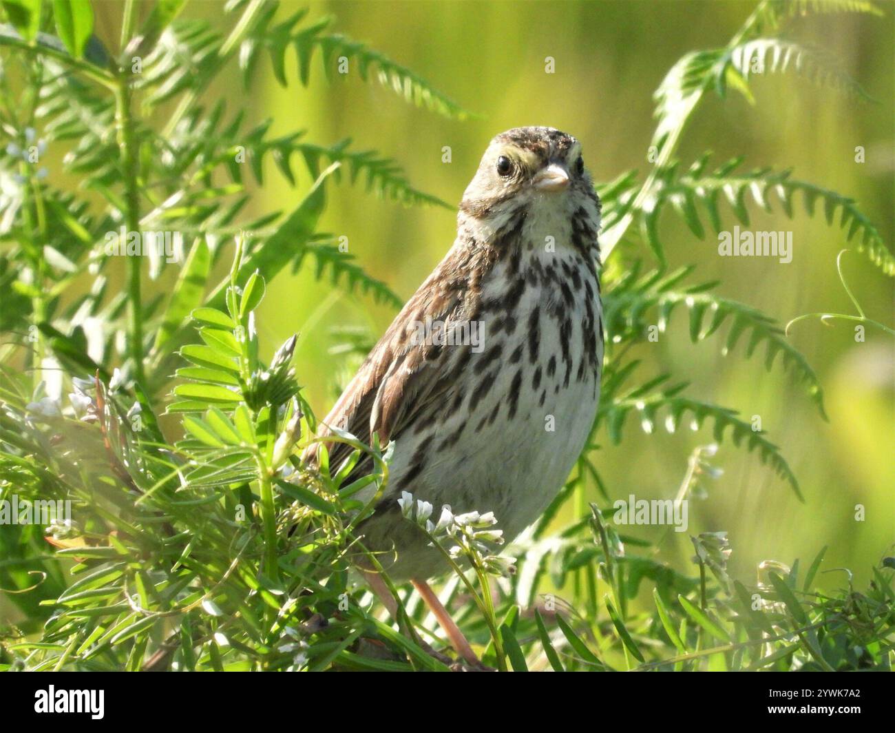 Savannah Sparrow (Passerculus sandwichensis Stock Photo - Alamy