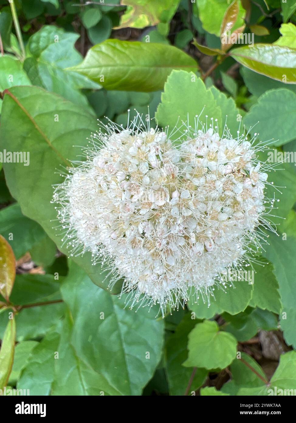 Dwarf Spirea (Spiraea corymbosa Stock Photo - Alamy