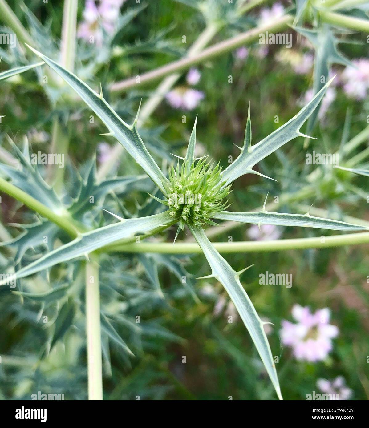 Field Eryngo (Eryngium campestre Stock Photo - Alamy