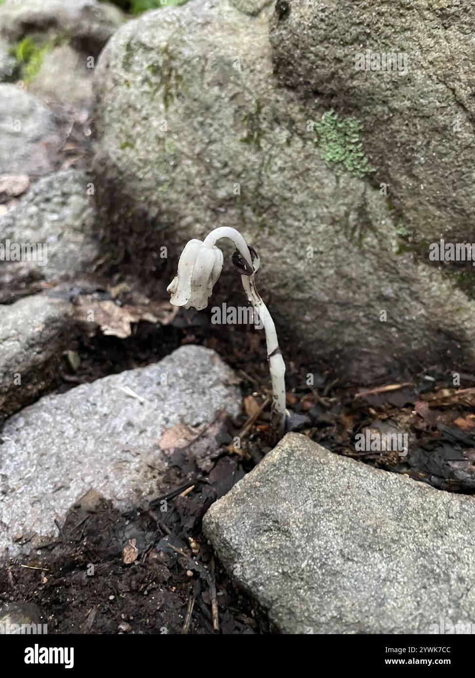 Ghost Pipe (Monotropa uniflora Stock Photo - Alamy