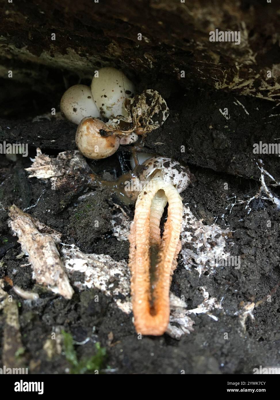 stinky squid (Pseudocolus fusiformis Stock Photo - Alamy