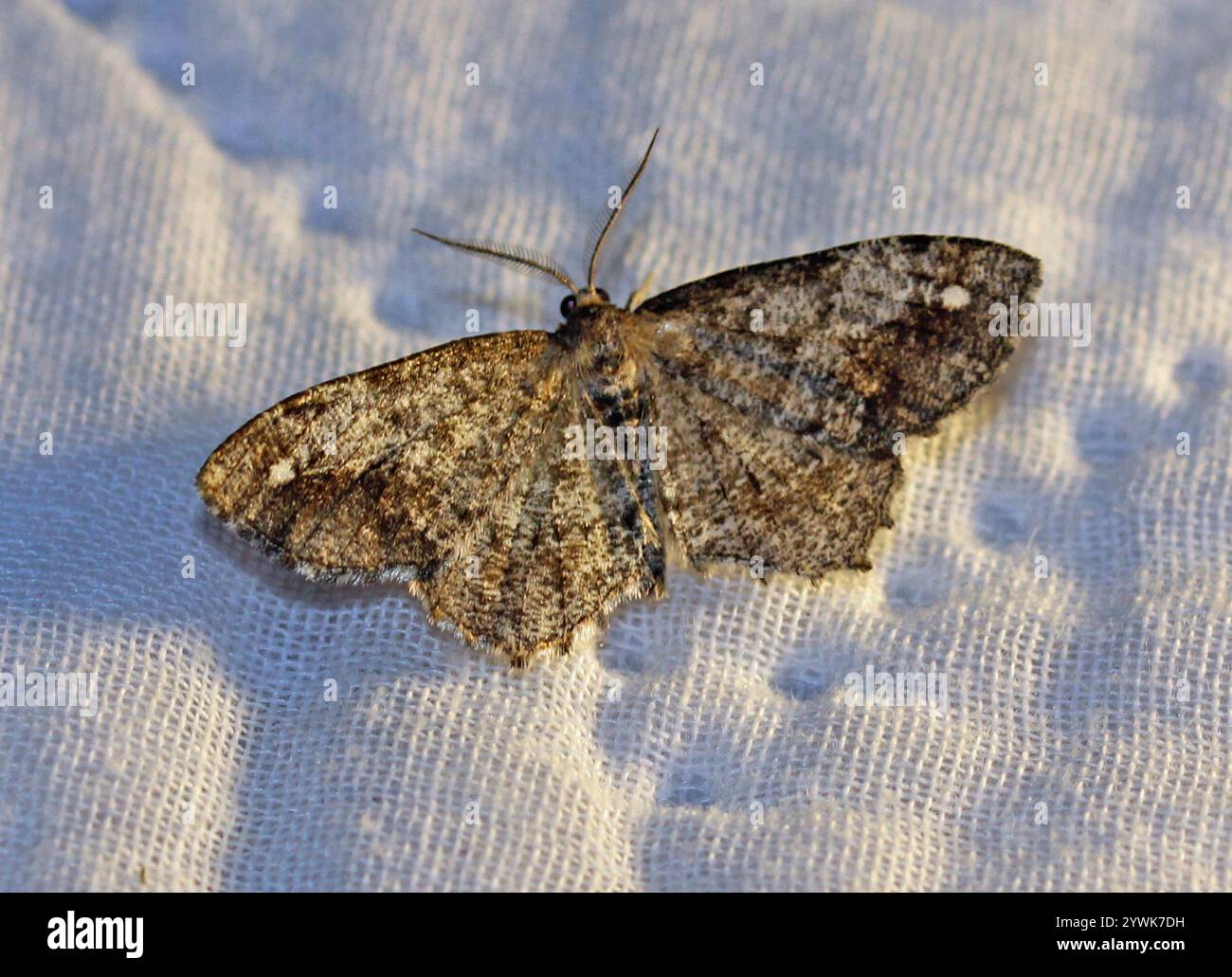 Unipunctata hi-res stock photography and images - Alamy
