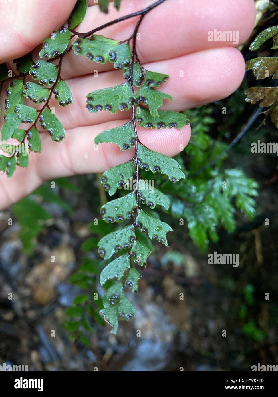New Zealand Maidenhair Fern (Adiantum fulvum Stock Photo - Alamy