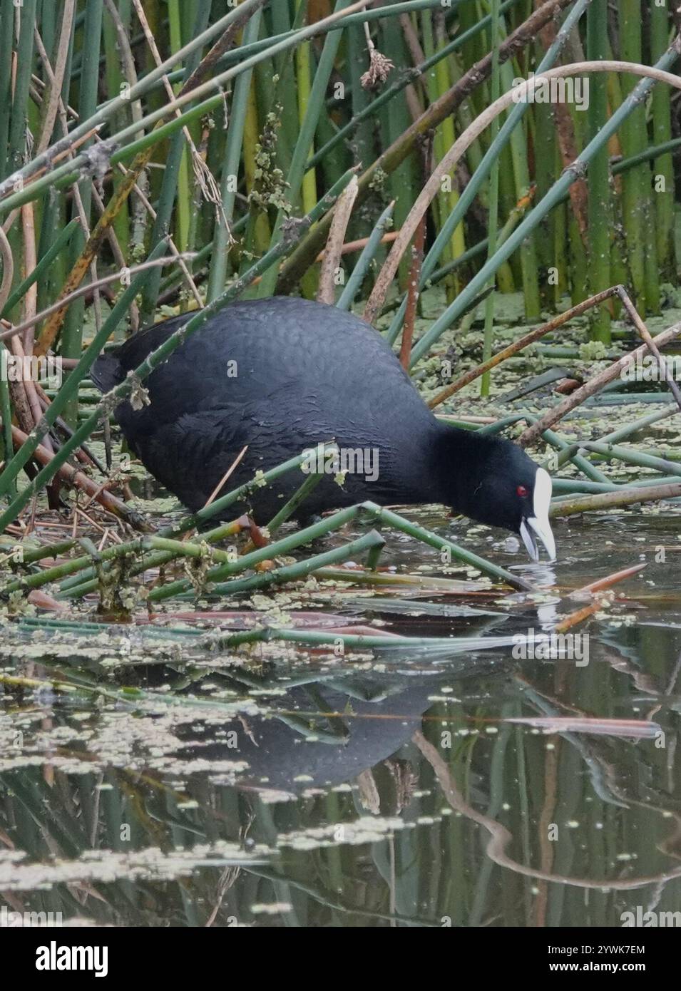 Australasian Coot (Fulica atra australis Stock Photo - Alamy
