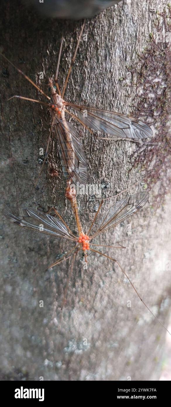 Nephrotoma ferruginea hi-res stock photography and images - Alamy