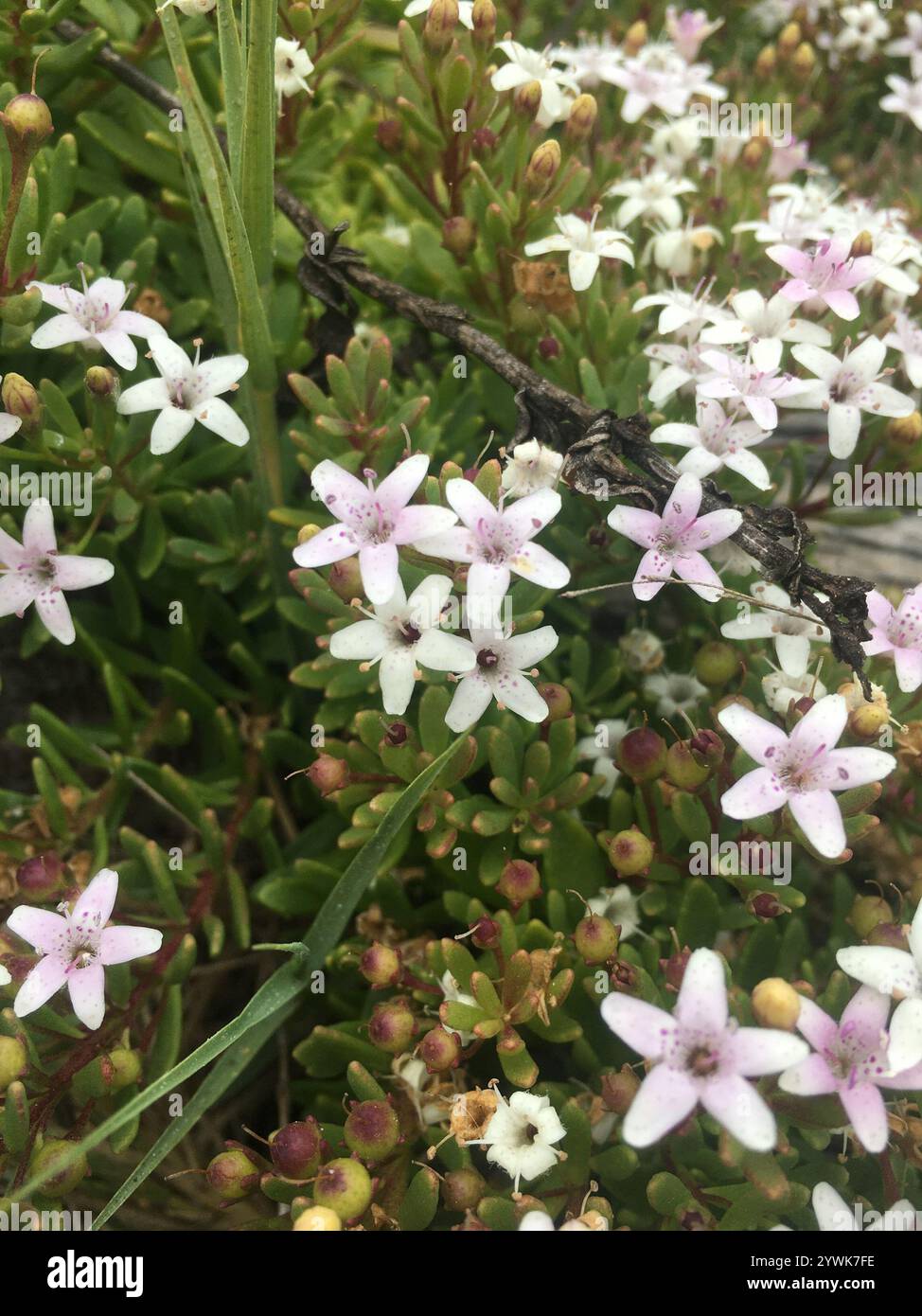 Creeping Myoporum (Myoporum parvifolium Stock Photo - Alamy