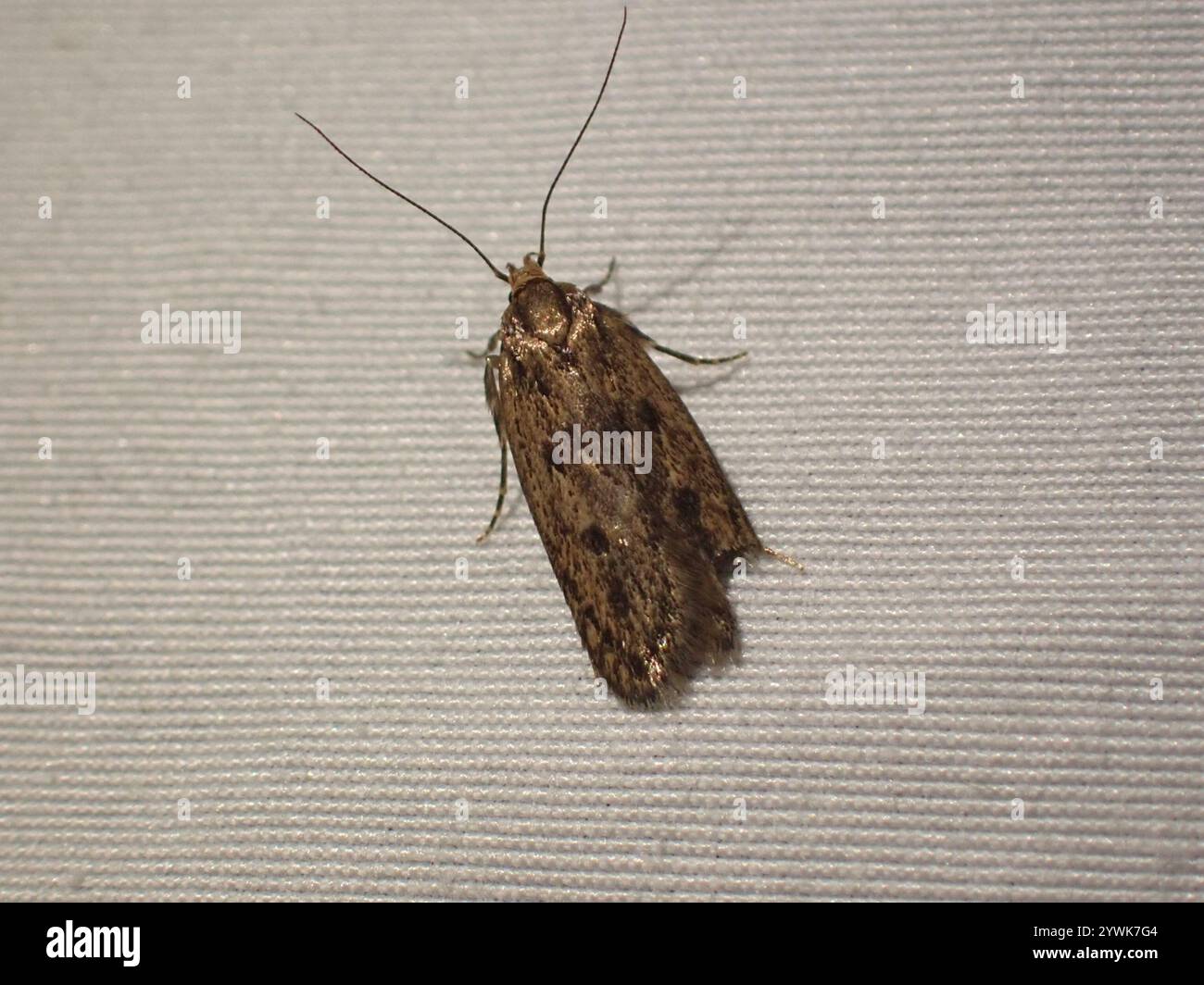 Brown House Moth (Hofmannophila pseudospretella Stock Photo - Alamy