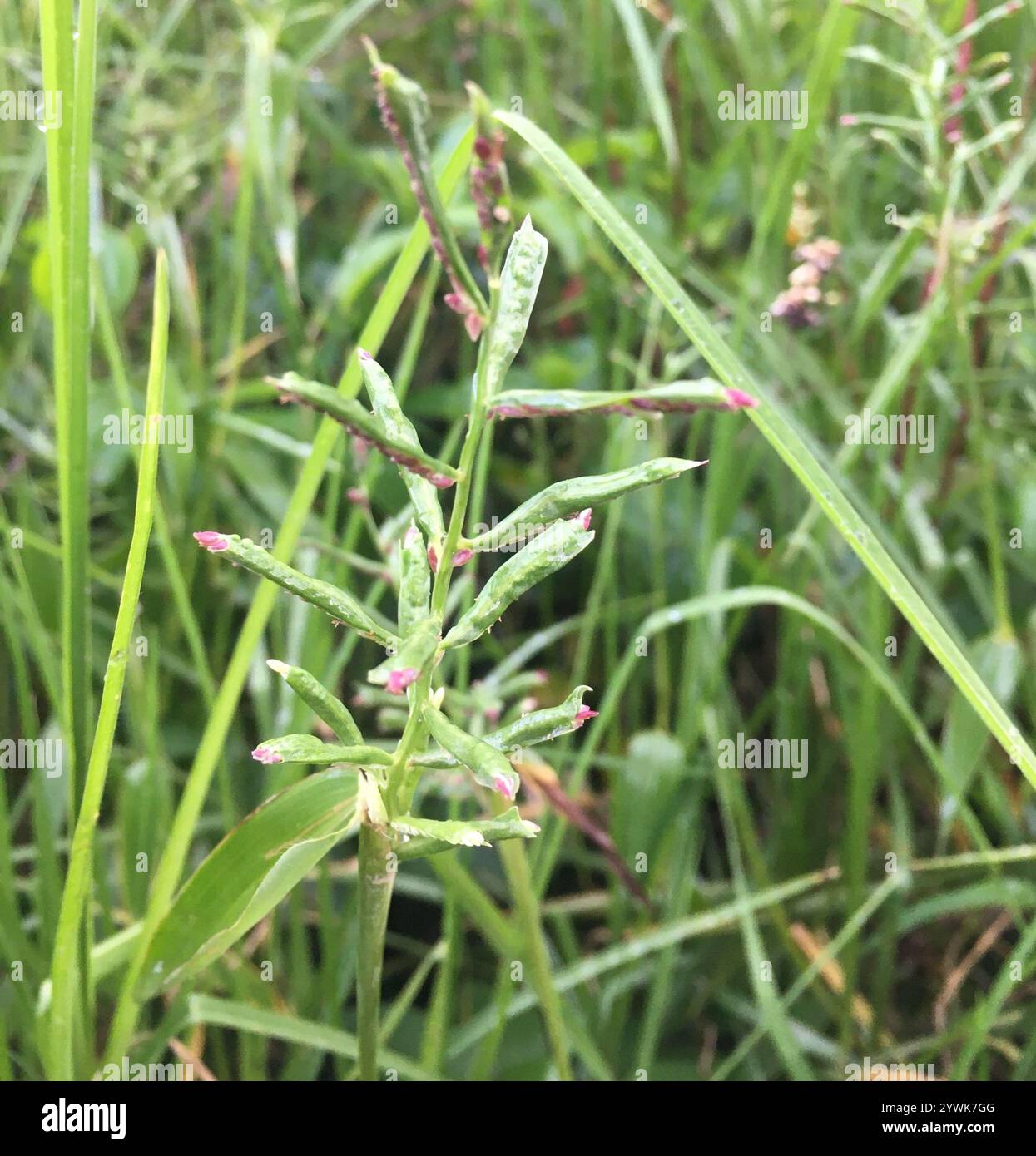 flowering plants (Angiospermae Stock Photo - Alamy