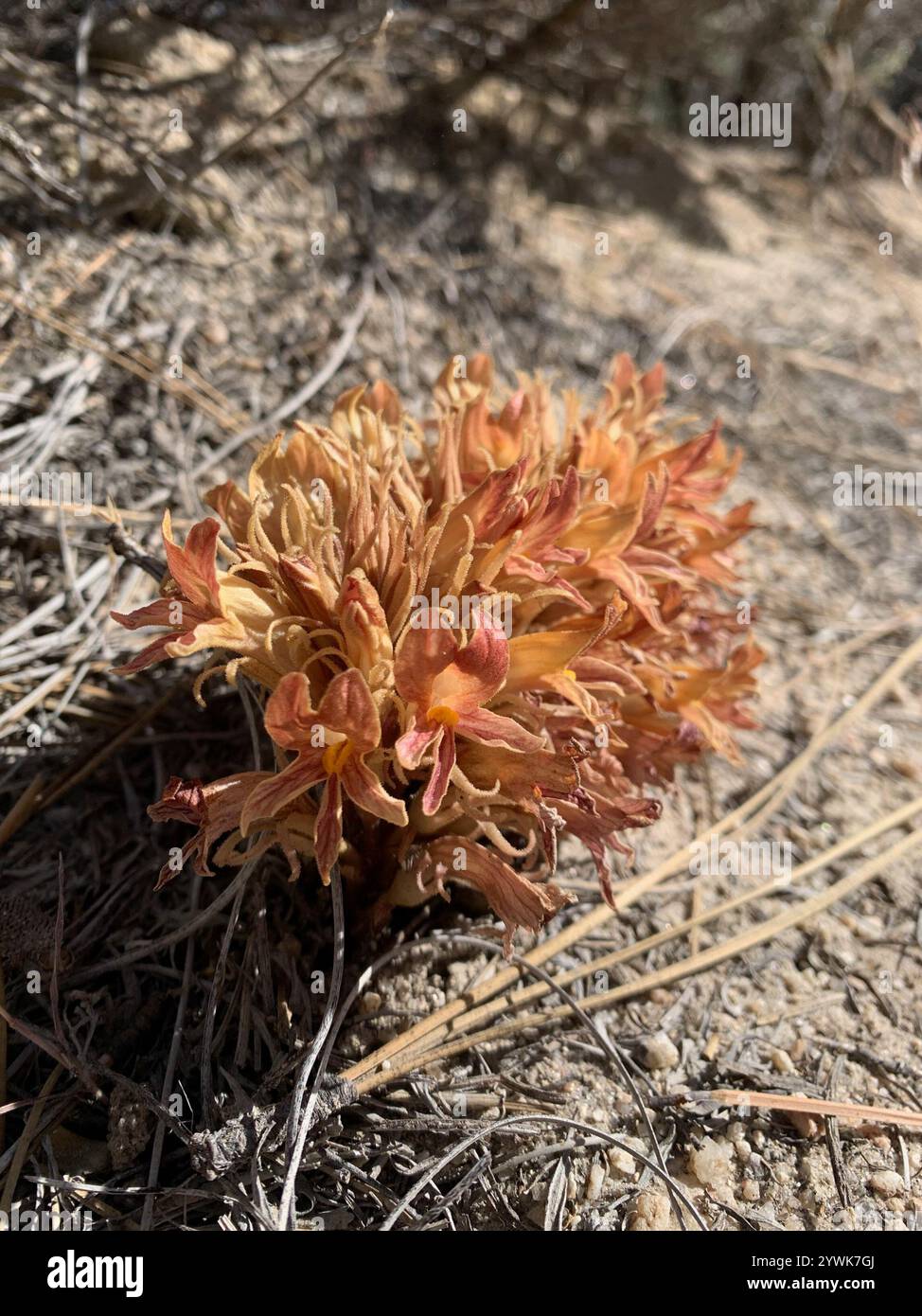 California Broomrape (Aphyllon californicum Stock Photo - Alamy