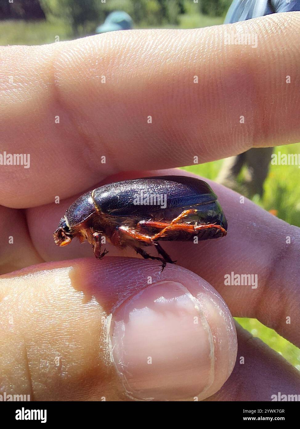 June Beetles (Melolonthinae Stock Photo - Alamy