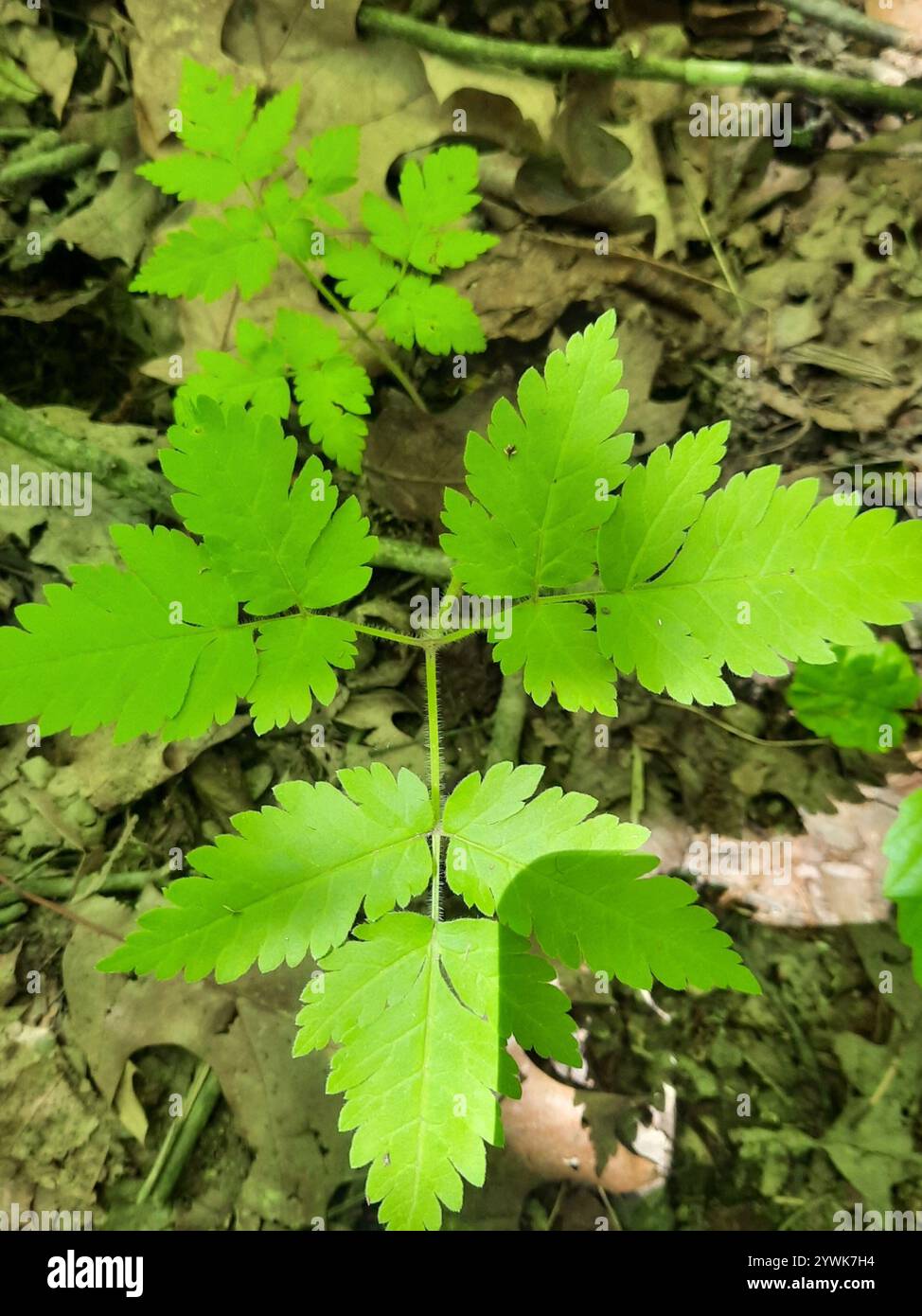 hairy sweet cicely (Osmorhiza claytonii Stock Photo - Alamy